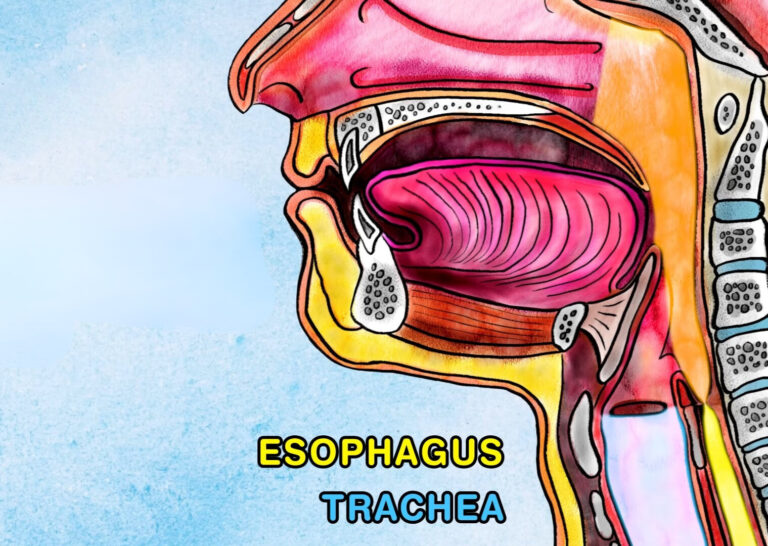 Esophagus vs Windpipe - What is the Difference? - Swent